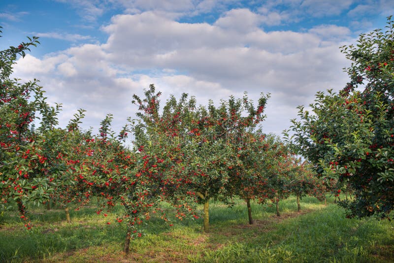 Cerises Sur L'arbre De Verger Photo stock - Image du nature, cerise ...