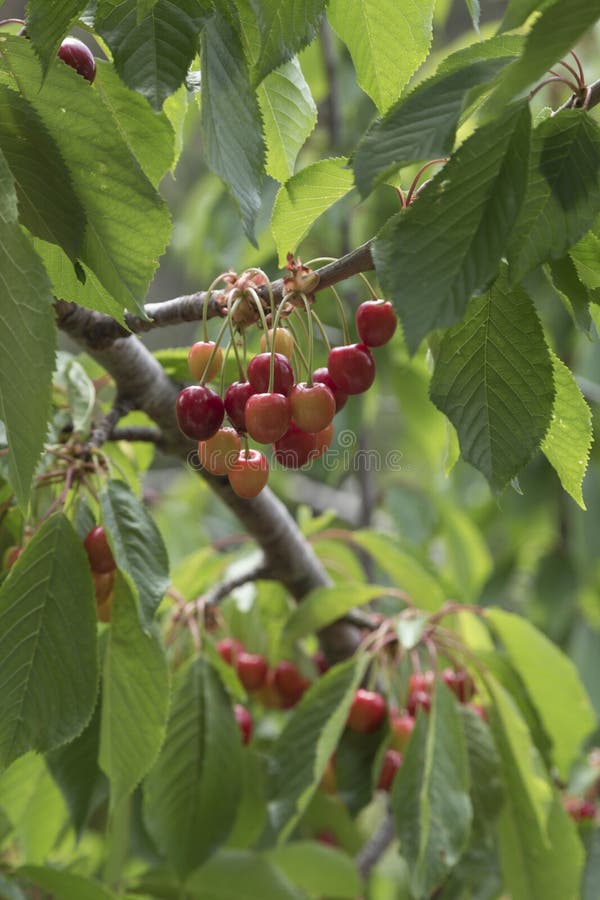 Cerises Sur L'arbre, Maturation Du Fruit Photo stock - Image du ...