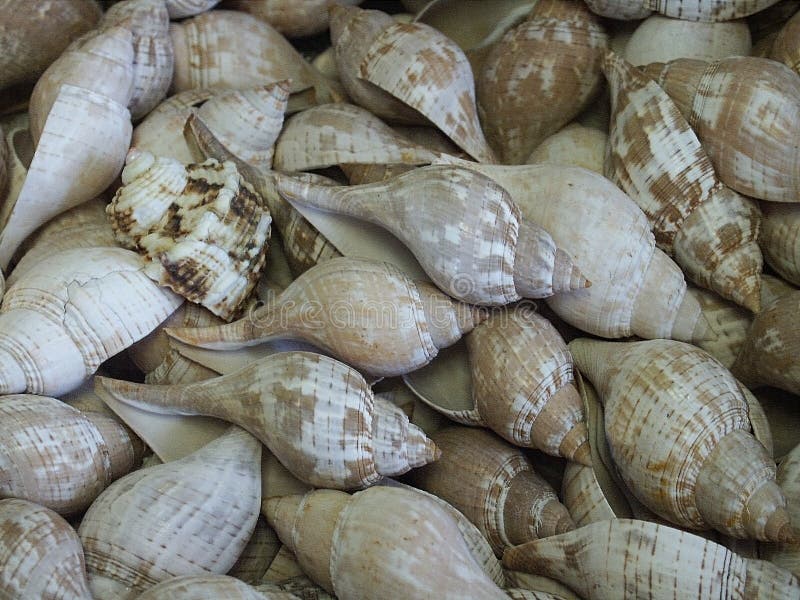 Cerith shells stock image. Image of seafood, aquatic - 113810097