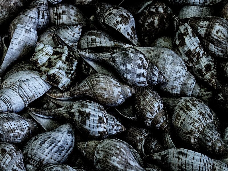 Cerith shells stock photo. Image of periwinkles, aquatic - 120848166