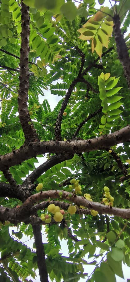 Cermai Fruit Gooseberry Amazing Fruit Asian Greenery Stock Photo ...