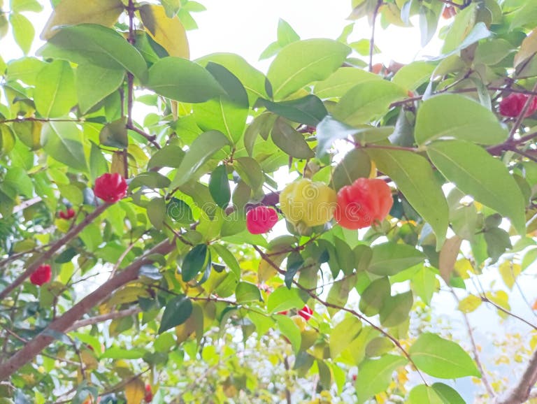 Cermai Fruit with Sweet and Sour Taste in West Java, Indonesia Stock ...