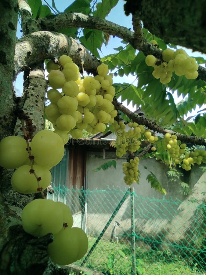 Cermai Trees Bear Much Fruit Stock Image - Image of fruit, cermai ...