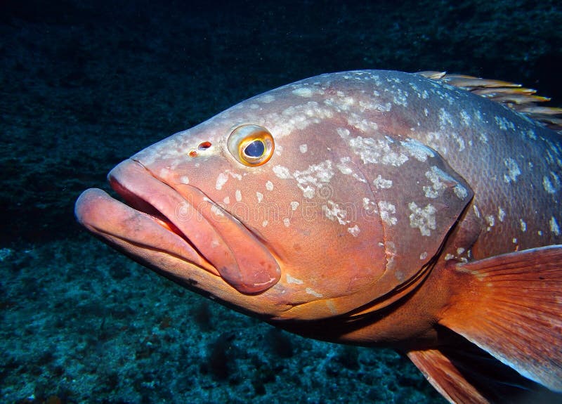 Pesce Della Cernia Del Coniglio Immagine Stock - Immagine di sfondo ...