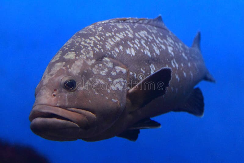 Cernia gigante immagine stock. Immagine di bombo, corallo - 28864257
