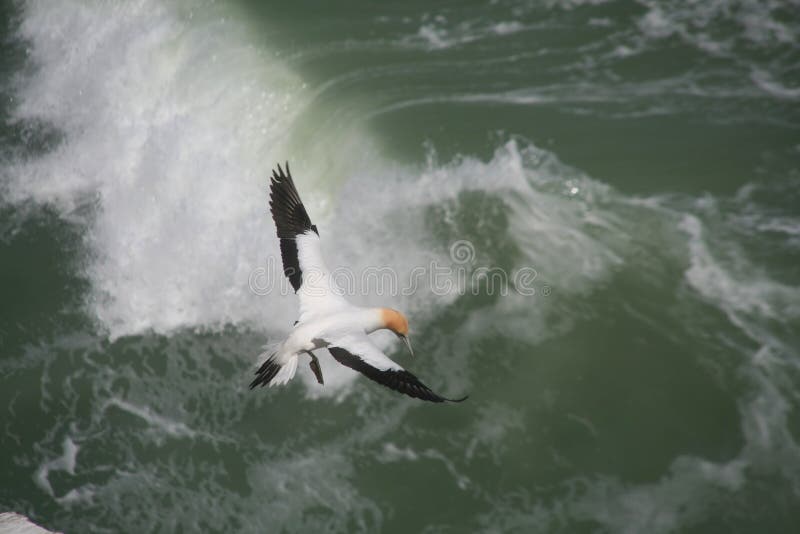 Cernido sobre la tormenta imagen de archivo. Imagen de tasman - 6721807