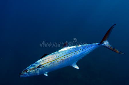 Cero mackerel fish stock image. Image of water, scomberomorus - 25210569