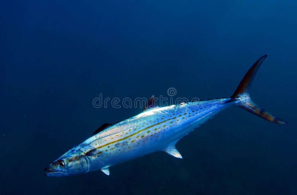Cero mackerel fish stock image. Image of water, scomberomorus - 25210569