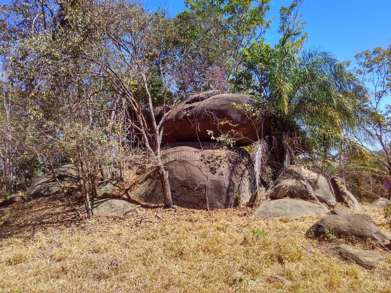 Cerrado stock photo. Image of tree, tropical, brazilian - 75604986