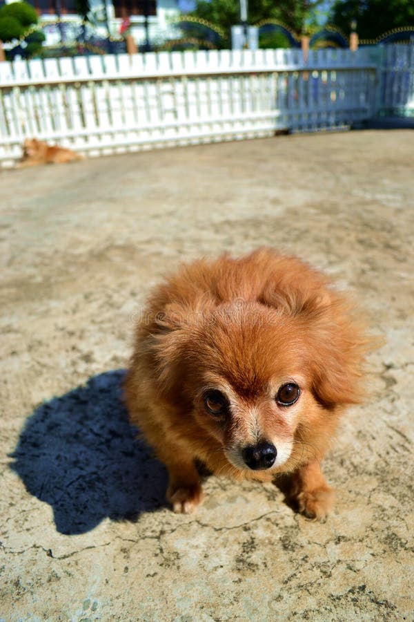 Cara Del Perro Sospechosa Fotos de stock - Fotos libres de regalías de ...