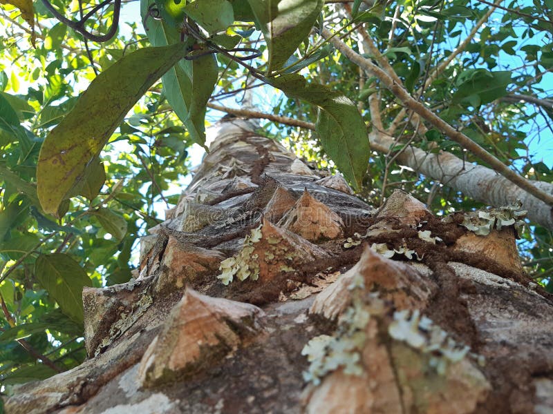 2,270 Cerrado Tree Stock Photos - Free & Royalty-Free Stock Photos from ...