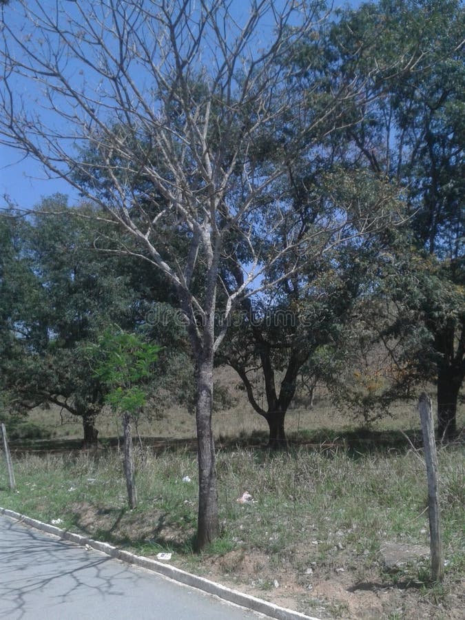 2,306 Cerrado Tree Stock Photos - Free & Royalty-Free Stock Photos from ...