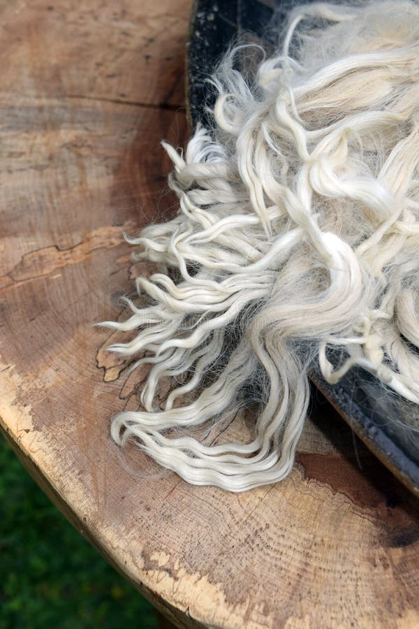 Alpaca Suri En La Sierra De Los Andes Del Perú Foto de archivo - Imagen ...