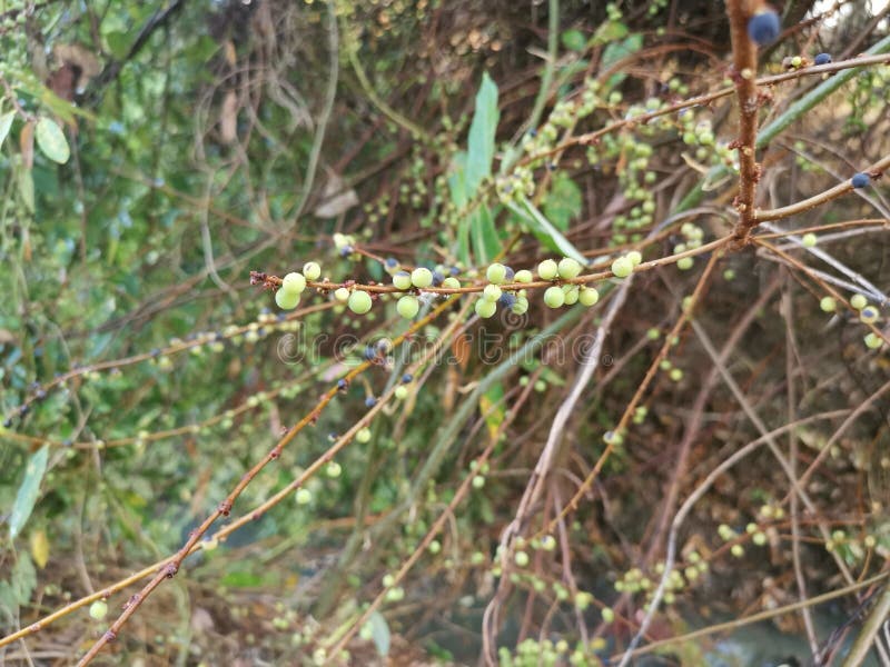 Certain Type of Ficus Bridelia Wild Plant Stock Photo - Image of ...