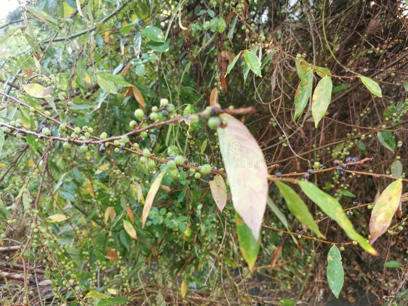 Certain Type of Ficus Bridelia Wild Plant Stock Image - Image of nature ...