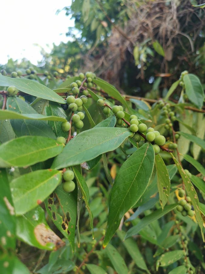 Certain Type of Ficus Bridelia Wild Plant Stock Photo - Image of ...