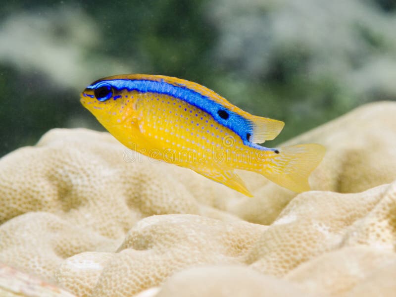 Cerulean Damsel stock photo. Image of animal, acquario - 9410922