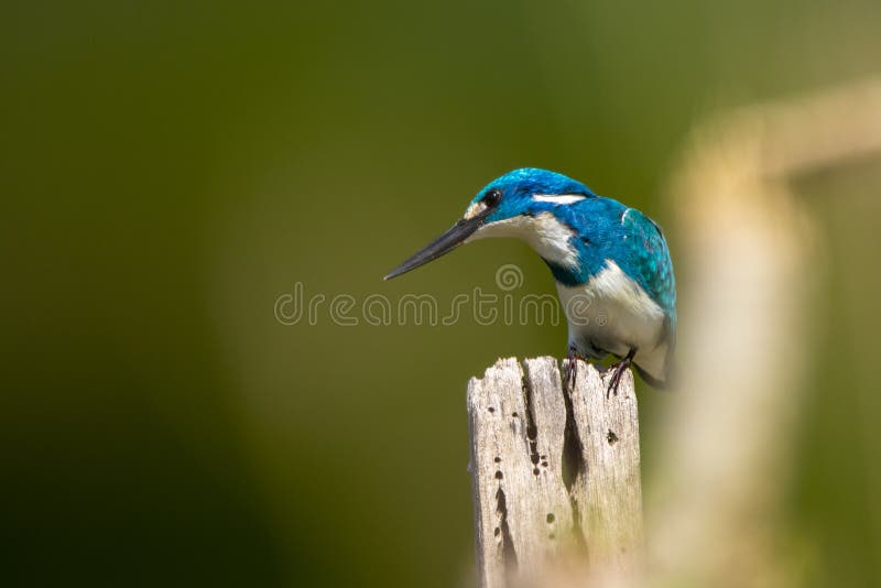Cerulean kingfisher stock image. Image of yellow, animal - 267222103