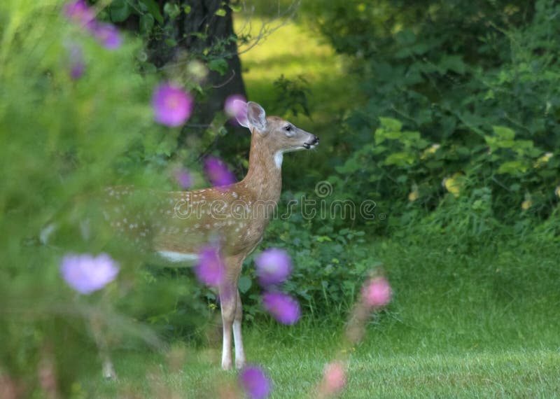 Cervatillo Atado Blanco De Los Ciervos Foto de archivo - Imagen de bebé ...