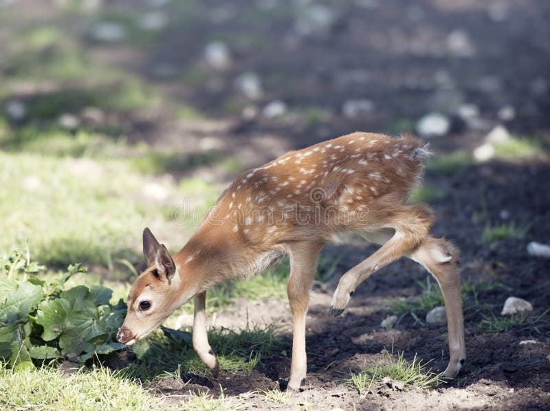Cervatillo Blanco-atado De Los Ciervos Foto de archivo - Imagen de ...