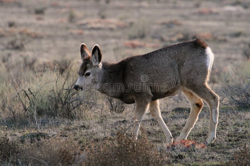 Cría de ciervo mulo foto de archivo. Imagen de caza, herbivoro - 3837176