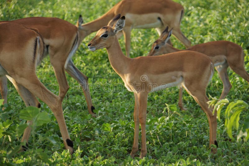 Cervatillo Del Impala En El Arbusto Imagen de archivo - Imagen de piel ...