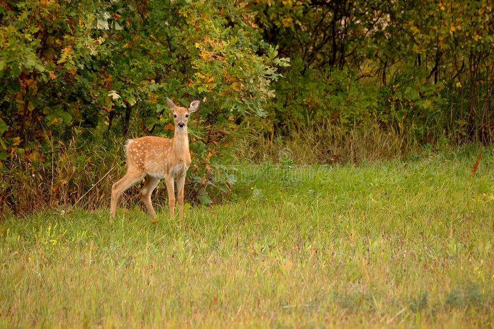 Cervatillo del White-tail foto de archivo. Imagen de deslumbrar - 1251872