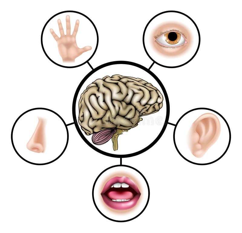 Cinq sens illustration de vecteur. Illustration du sens - 19181723
