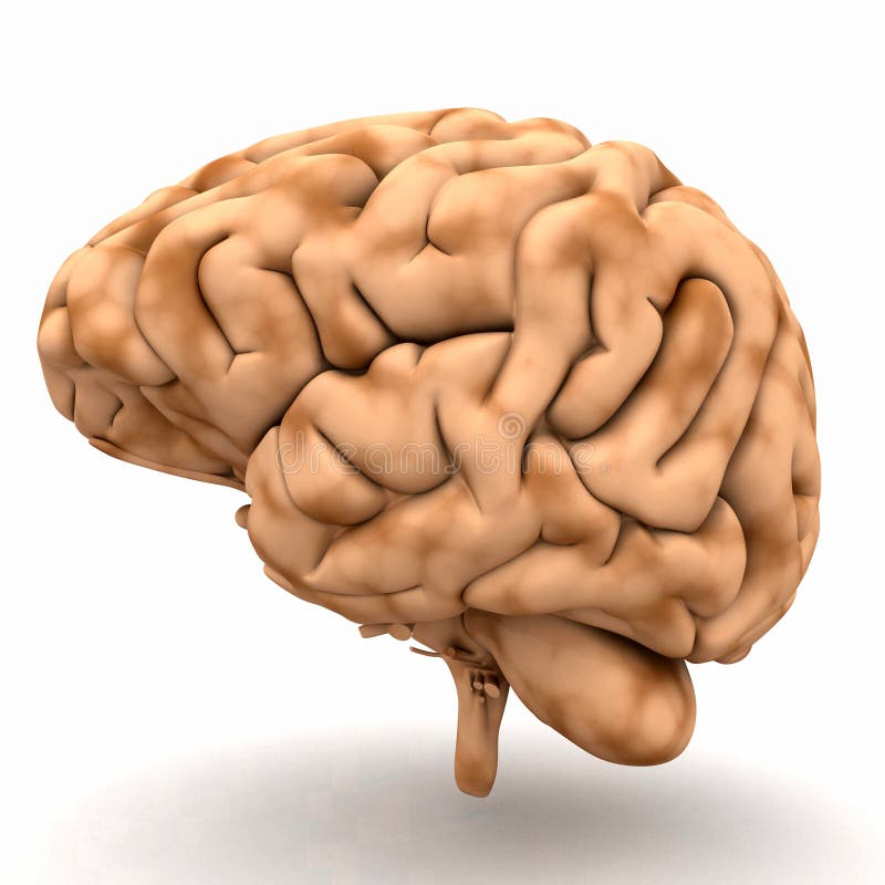Cervello 3D illustrazione di stock. Illustrazione di piegato - 32203422