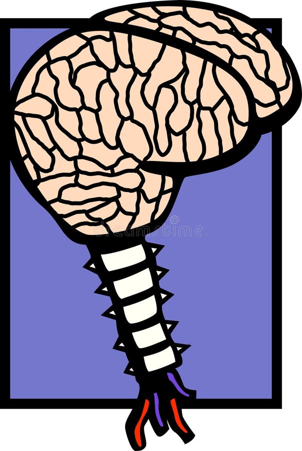 Vista Superiore Di Un Cervello Umano Illustrazione Vettoriale ...