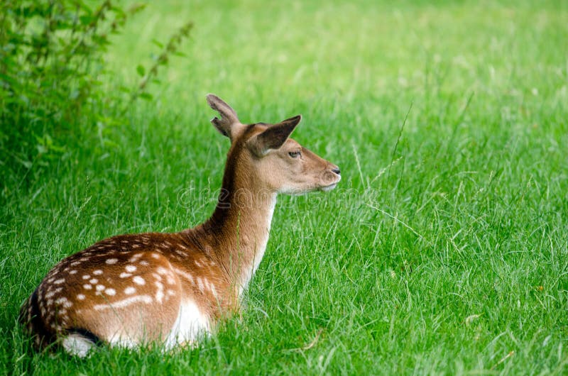 Cervi, Grande Animale Nell'habitat Della Foresta Della Natura ...
