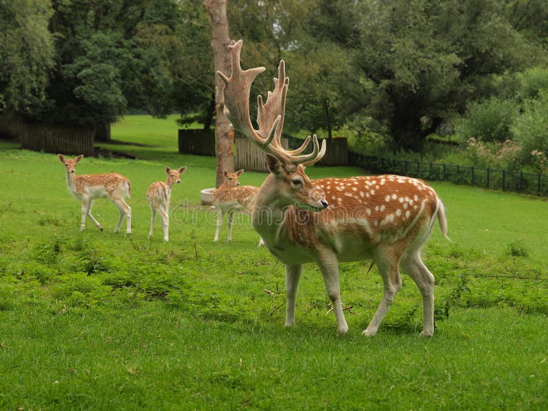 Cervi al campo dei cervi immagine stock. Immagine di animale - 58271277