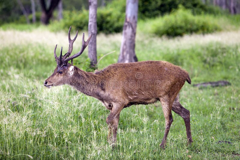 Cervi Con I Corni in Flessione Sotto Un'acquerugiola Mauritius Immagine ...