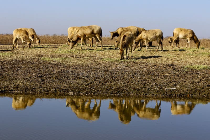 I cervi di David del padre fotografia stock. Immagine di naughty - 42309794