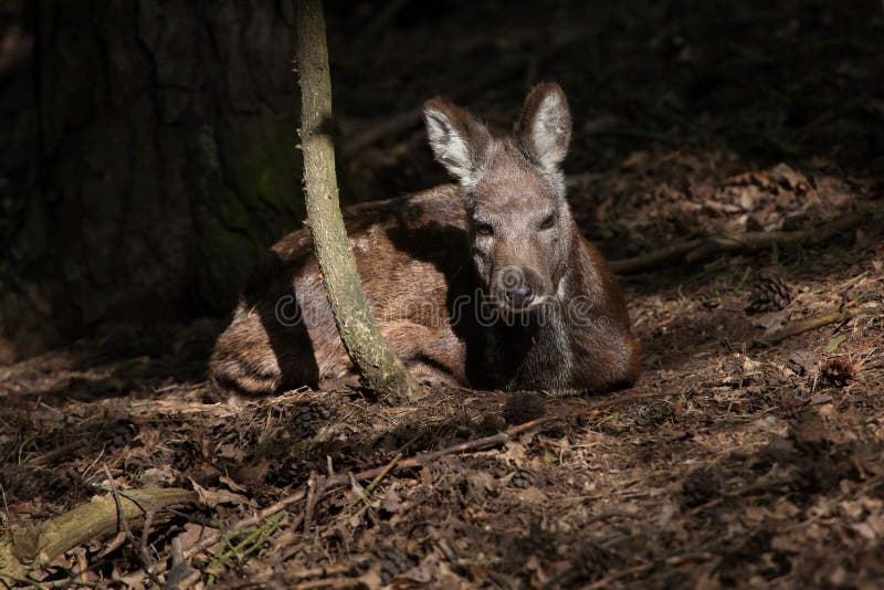 Cervi Di Muschio Siberiani (moschiferus Del Moschus) Fotografia Stock ...