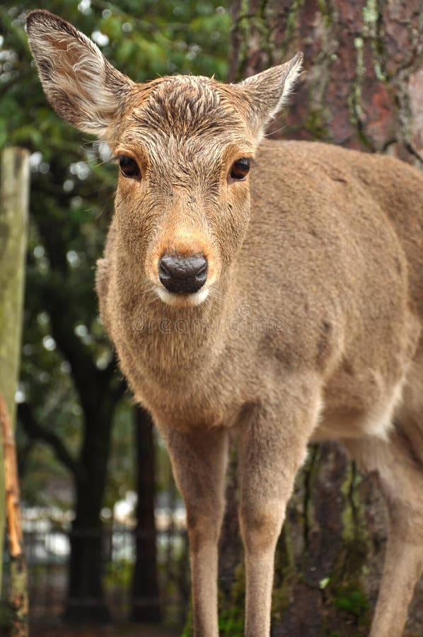Cervi di Nara che pascono immagine stock. Immagine di verde - 5560777