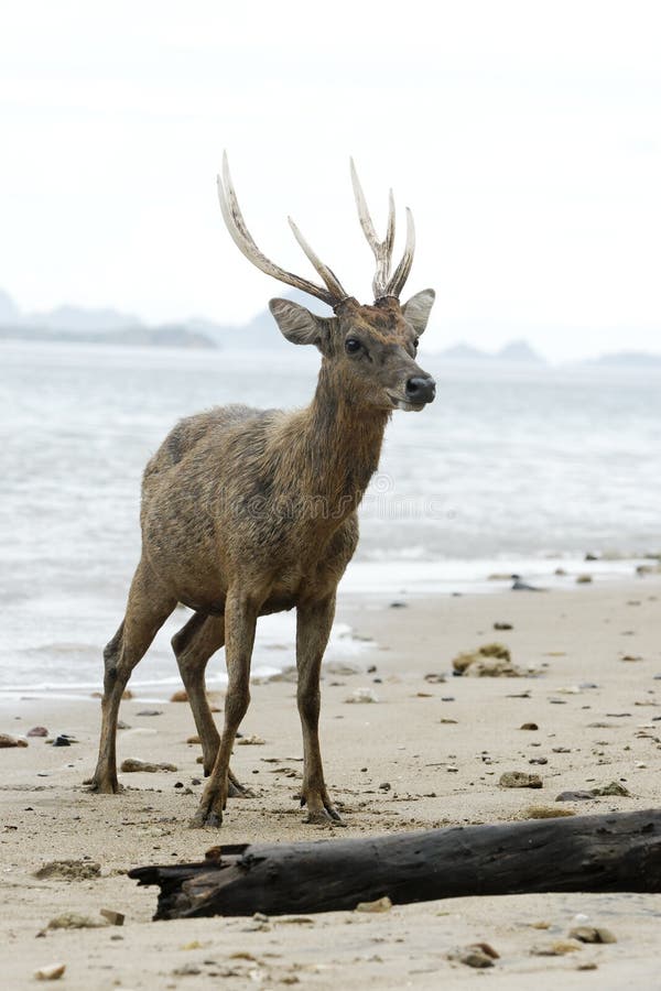 Cervi Di Rusa O Di Timor, Timorensis Di Cervo Fotografia Stock ...