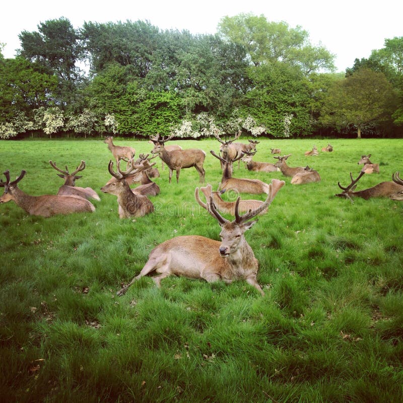Cervi Nobili in Richmond Park Fotografia Stock - Immagine di maschio ...