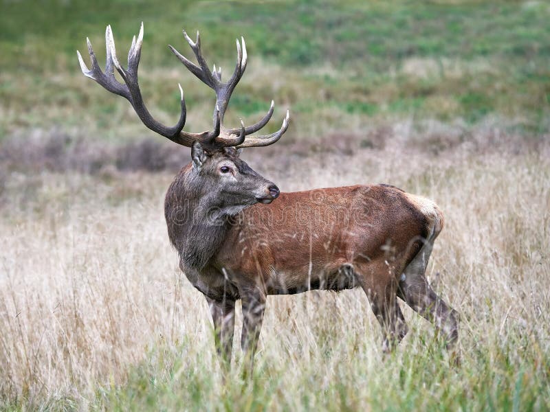 Cervi Rossi (elaphus Del Cervus) Fotografia Stock - Immagine di caduta ...