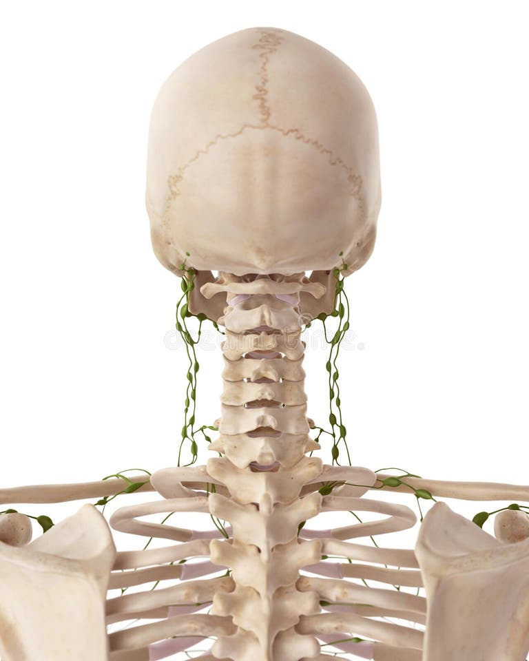 Lymph Nodes Cervical Stock Illustrations – 189 Lymph Nodes Cervical ...