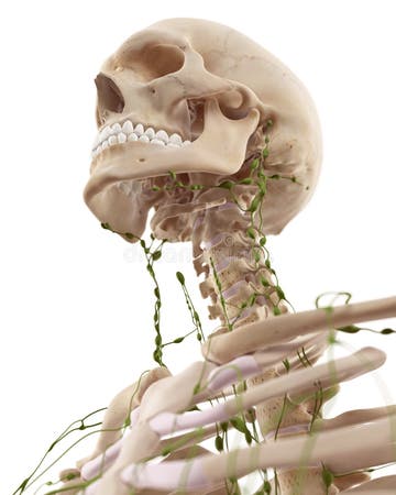 Lymph Nodes Cervical Stock Illustrations – 189 Lymph Nodes Cervical ...