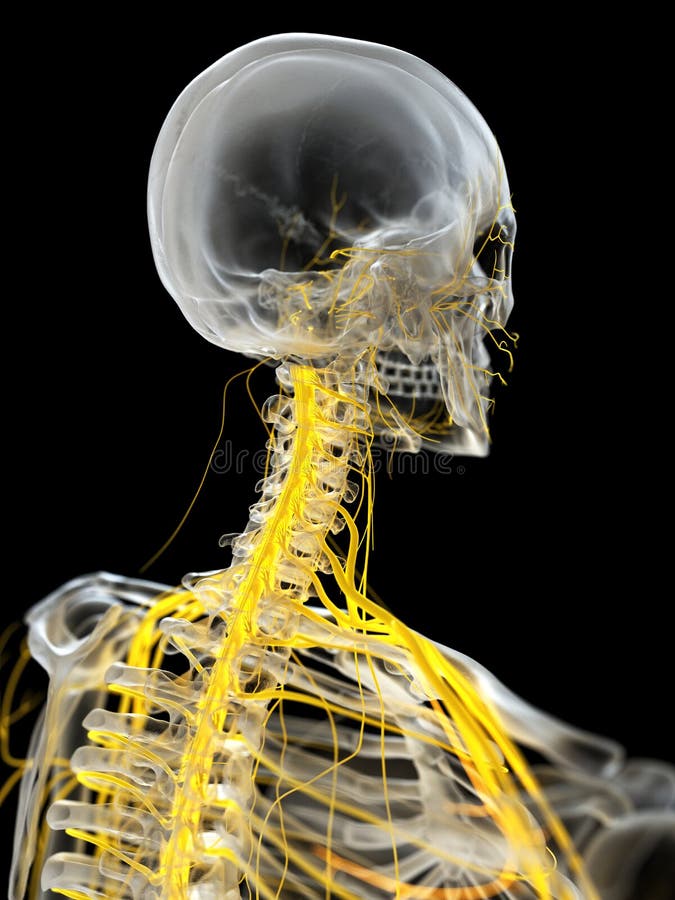 The cervical nerves stock illustration. Illustration of nerves - 144298731
