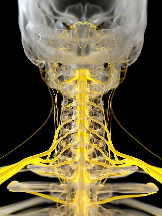 The cervical nerves stock illustration. Illustration of skeletal ...