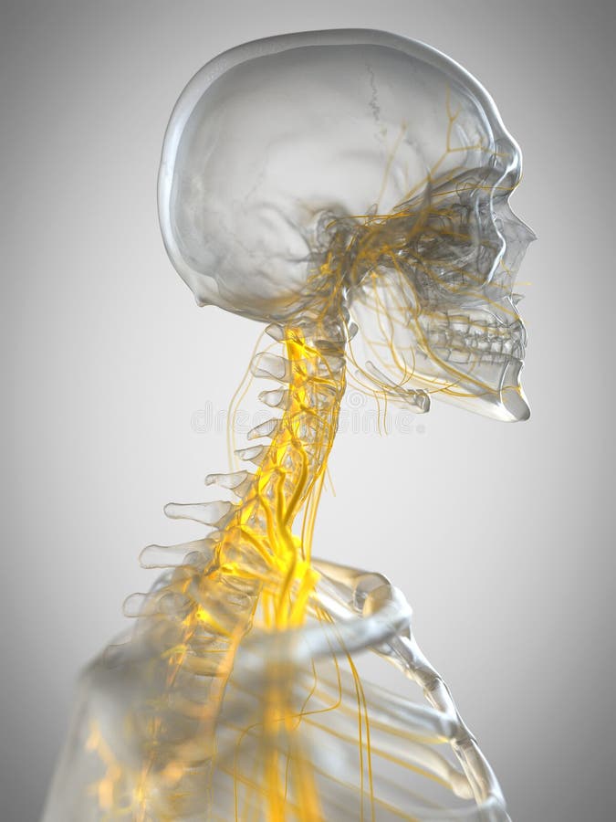 The cervical nerves stock illustration. Illustration of human - 144299563