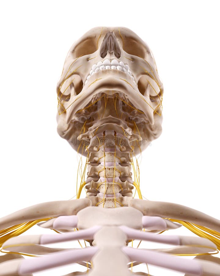 The cervical nerves stock illustration. Illustration of cervical - 56998509