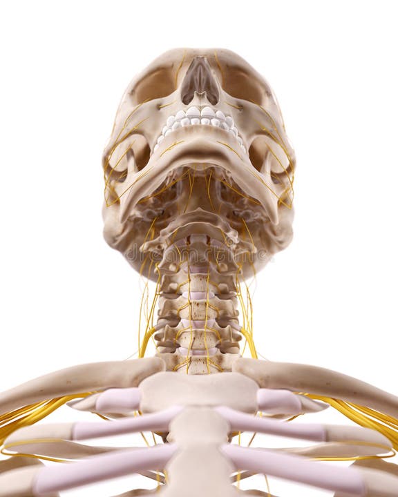 The cervical nerves stock illustration. Illustration of cervical - 56998509