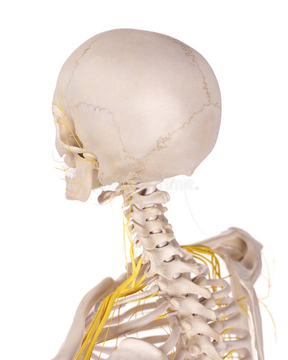 The cervical nerves stock illustration. Illustration of medically ...