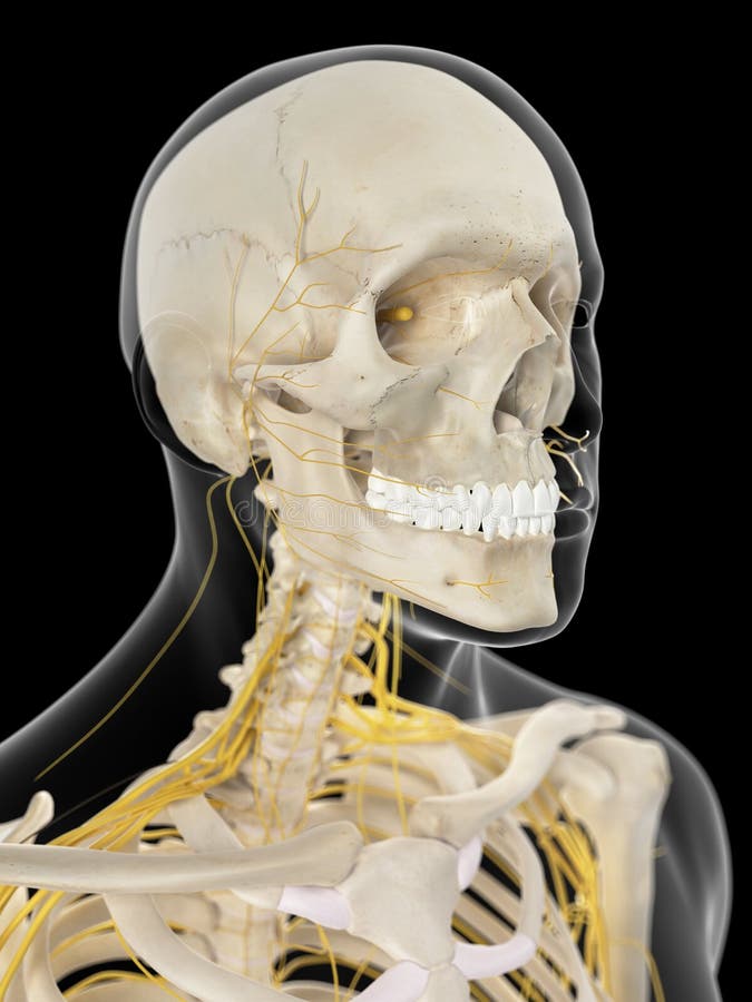 The cervical nerves stock illustration. Illustration of biology - 57002800