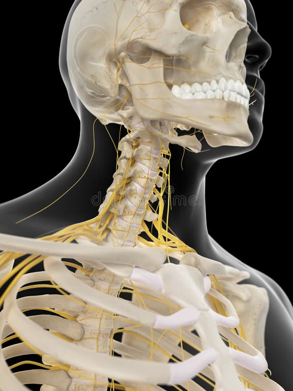 The cervical nerves stock illustration. Illustration of skeleton - 57000761