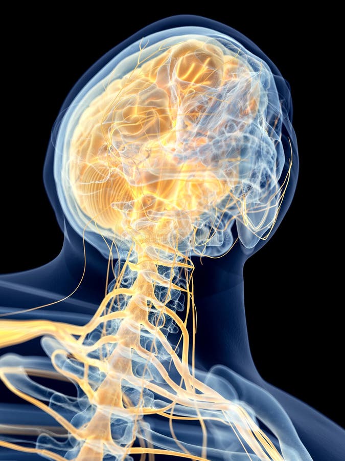 Vertebrae and Nerves Cervical Plexus Stock Illustration - Illustration ...